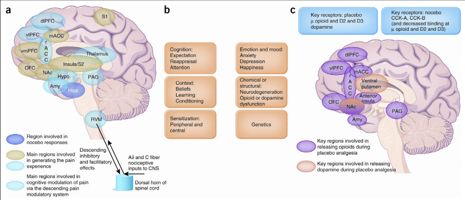 ras [Brainstem Wiki]